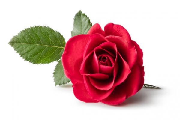 COLL (nee Seebeck) Beverley Margaret – Westland Funeral Services